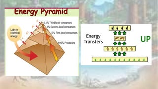 flow of energy.pptx Environmental science | PPTX