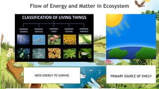 Flow of Energy and Matter in the Ecosystem | PPTX