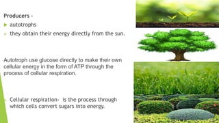 Flow of Energy and Matter in the Ecosystem | PPTX