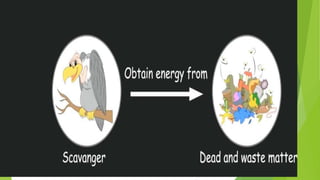 Flow of Energy and Matter in the Ecosystem | PPTX