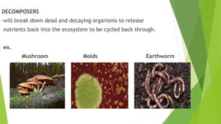 Flow of Energy and Matter in the Ecosystem | PPTX
