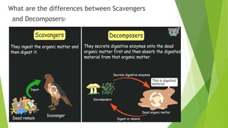 Flow of Energy and Matter in the Ecosystem | PPTX