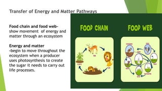Flow of Energy and Matter in the Ecosystem | PPTX