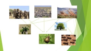 Flow of Energy and Matter in the Ecosystem | PPTX
