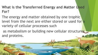 Flow of Energy and Matter in the Ecosystem | PPTX