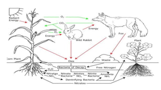 Flow of Energy and Matter in the Ecosystem | PPTX