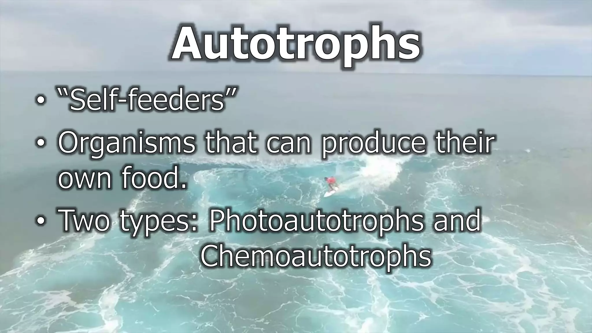 Flow of Energy and Matter in Ecosystems | PPTX