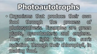 Flow of Energy and Matter in Ecosystems | PPTX