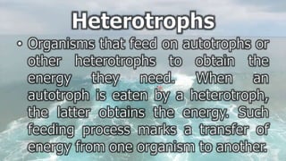Flow of Energy and Matter in Ecosystems | PPTX