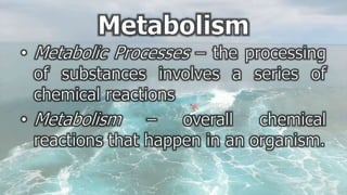 Flow of Energy and Matter in Ecosystems | PPTX