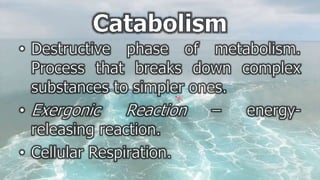 Flow of Energy and Matter in Ecosystems | PPTX