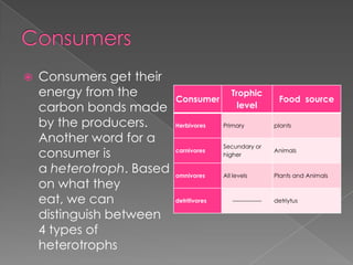 Flow of energy in an ecosystem | PPTX