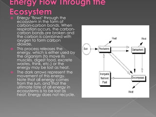 Flow of energy in an ecosystem | PPTX