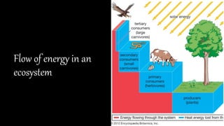 Flow of energy in an ecosystem.pptx
