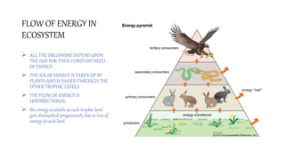 Flow of energy in an ecosystem.pptx