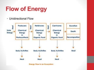Flow of materials and energy in ecosystem 9th class | PPTX