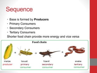 Flow of materials and energy in ecosystem 9th class | PPTX