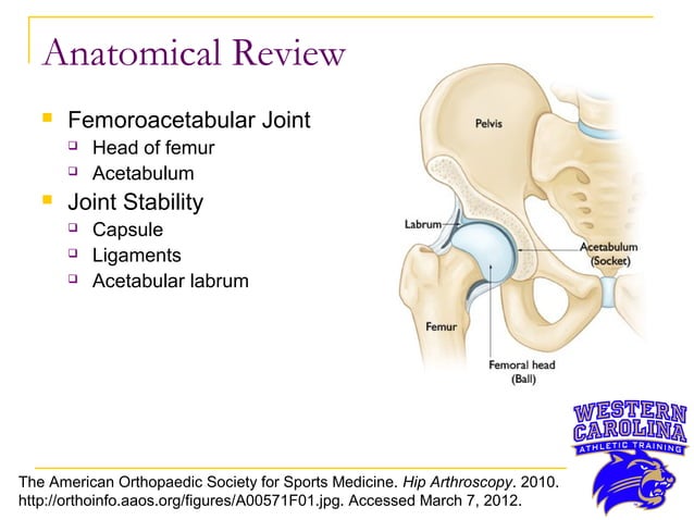 Right Hip Labral Tear in a 22 Year-Old Collegiate Male | PPT