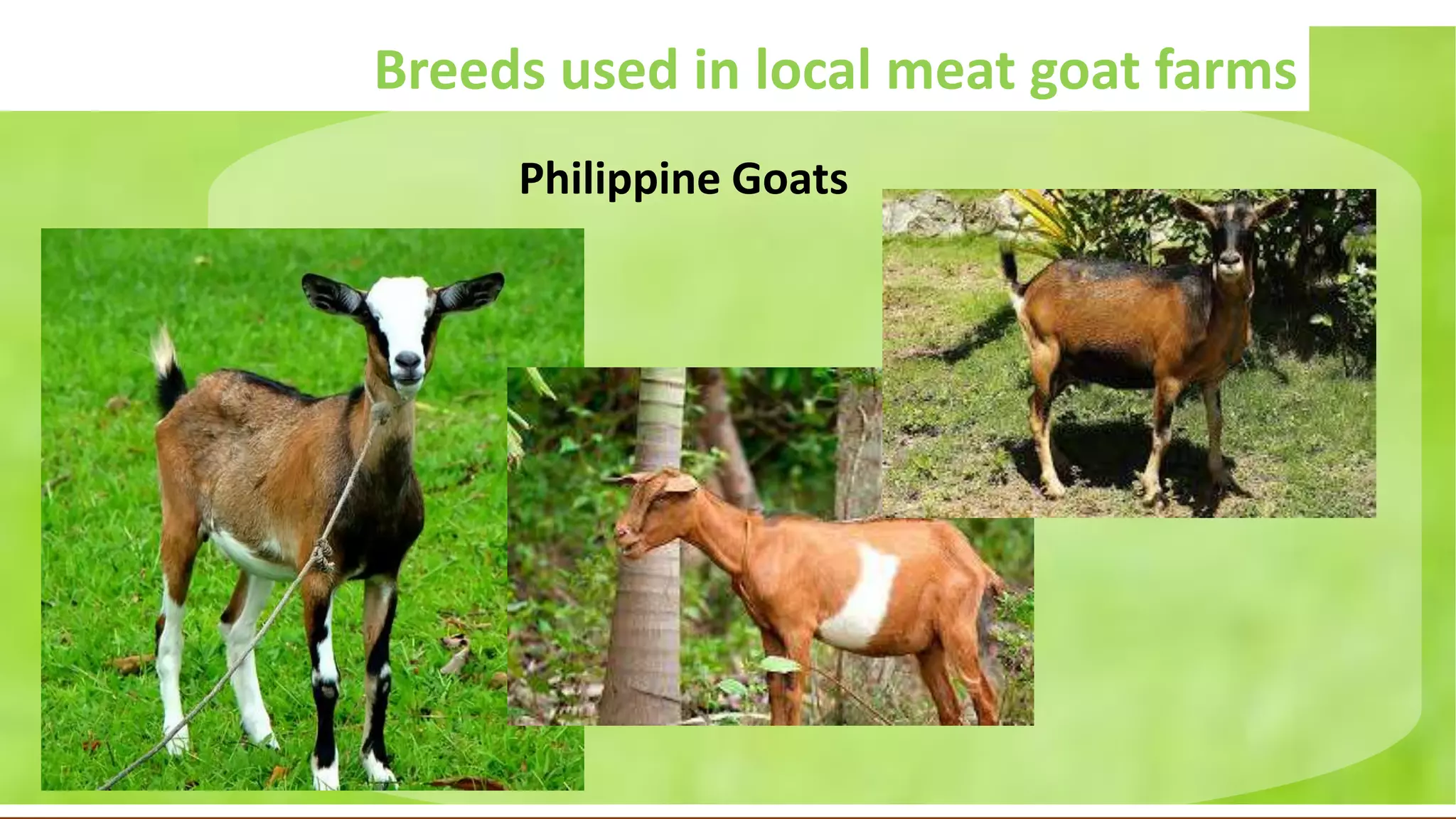 FLS-goat meat production.pptx