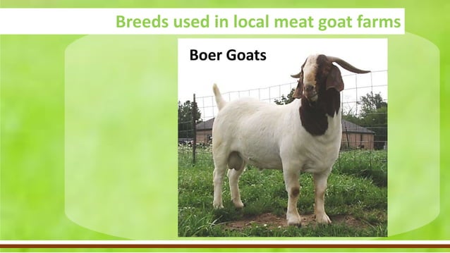 FLS-goat meat production.pptx | Large Animals | Pets