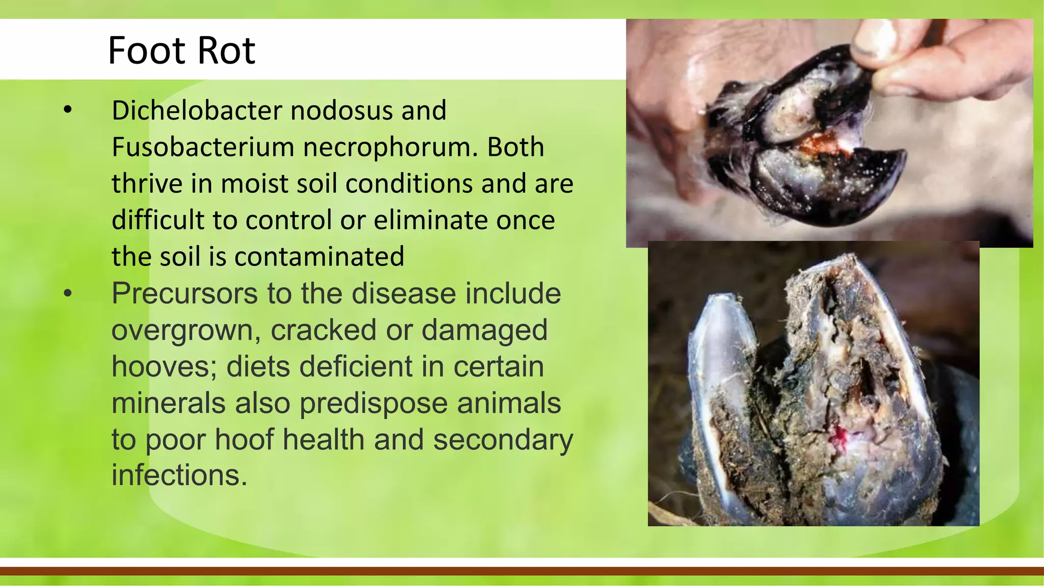 FLS-goat 2019-diseases of goats.pptx