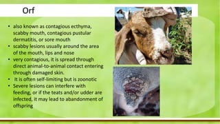 FLS-goat 2019-diseases of goats.pptx