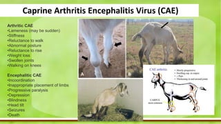 FLS-goat 2019-diseases of goats.pptx