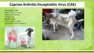 FLS-goat 2019-diseases of goats.pptx