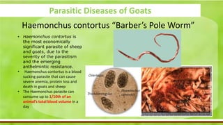 FLS-goat 2019-diseases of goats.pptx