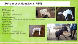 FLS-goat 2019-diseases of goats.pptx