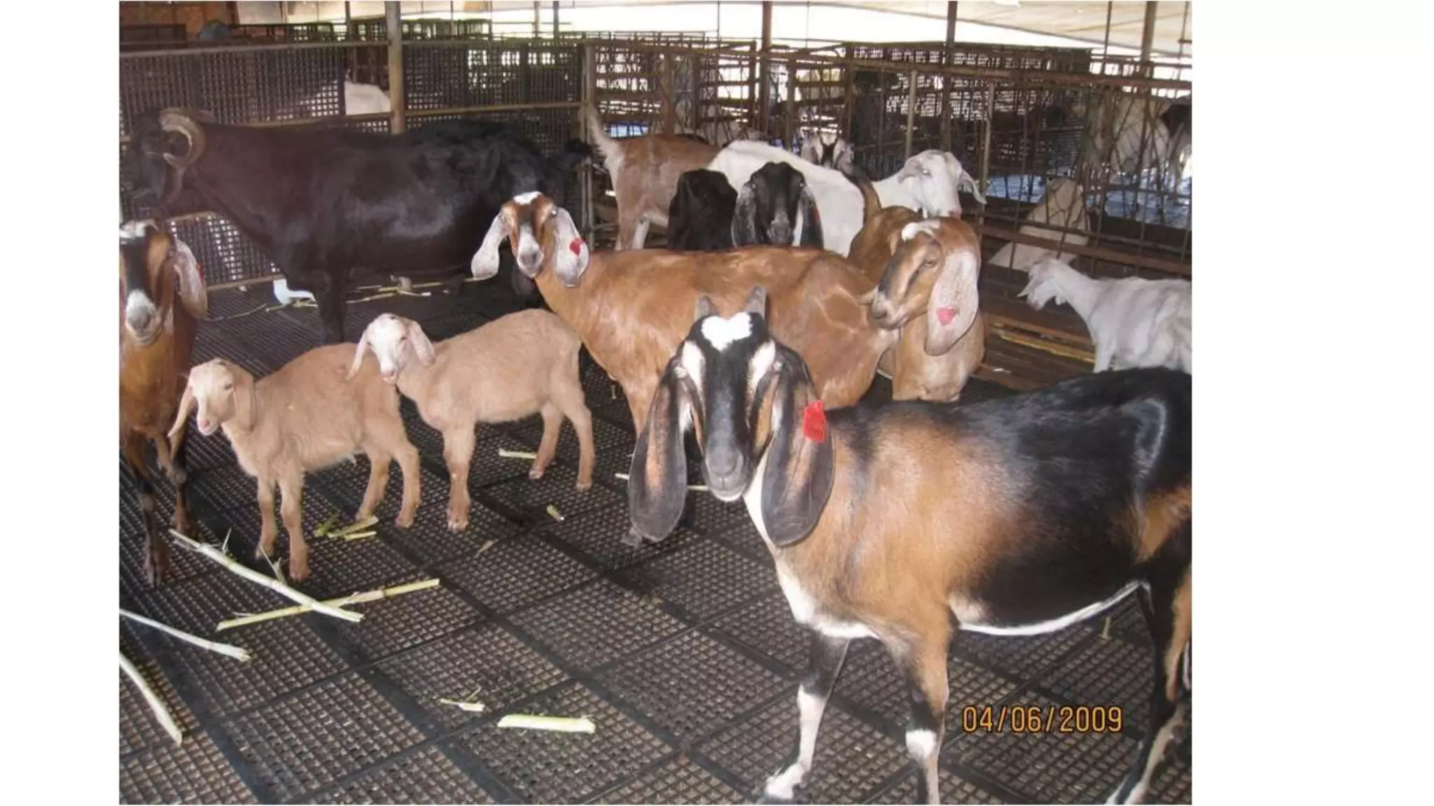 FLS-goat 2019-goat housing and facilities.pptx