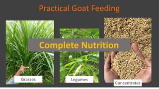 FLS-goat 2019-goat feeds and feeding.pptx