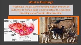 FLS-goat 2019-goat feeds and feeding.pptx