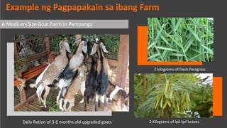 FLS-goat 2019-goat feeds and feeding.pptx