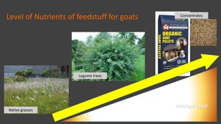 FLS-goat 2019-goat feeds and feeding.pptx