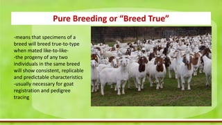 FLS-goat 2019.Goat Breeds and Breeding.pptx