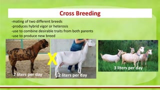 FLS-goat 2019.Goat Breeds and Breeding.pptx