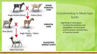 FLS-goat 2019.Goat Breeds and Breeding.pptx