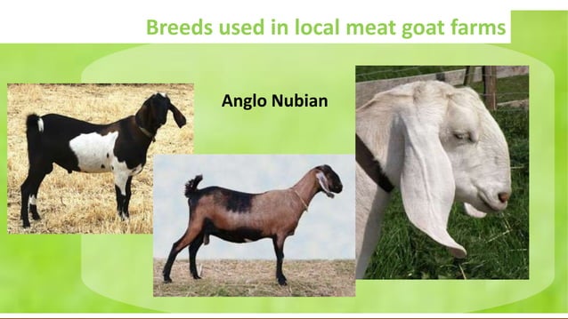 FLS-goat 2019.Goat Breeds and Breeding.pptx | Agriculture | Industries