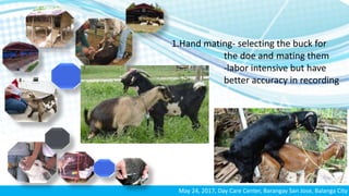 FLS3- goat breeding.pptx