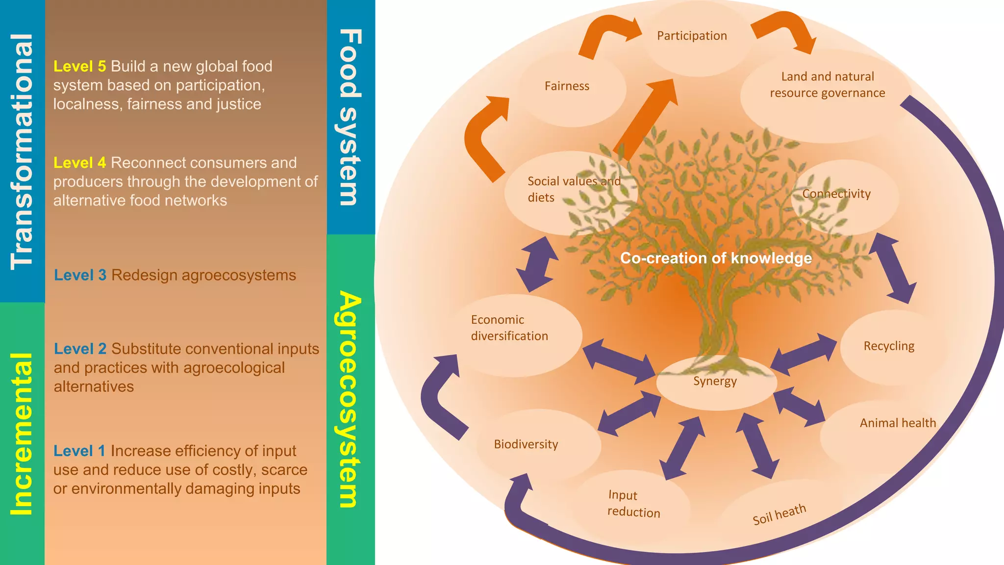 How local application of agroecological principles can transform food ...