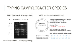 Genomic epidemiology of Campylobacter jejuni | PPTX | Digestive Disorders | Diseases and Conditions