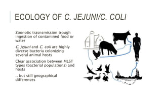 Genomic epidemiology of Campylobacter jejuni | PPTX | Digestive Disorders | Diseases and Conditions
