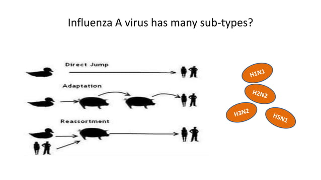 Common Cold vs Influenza | PPT
