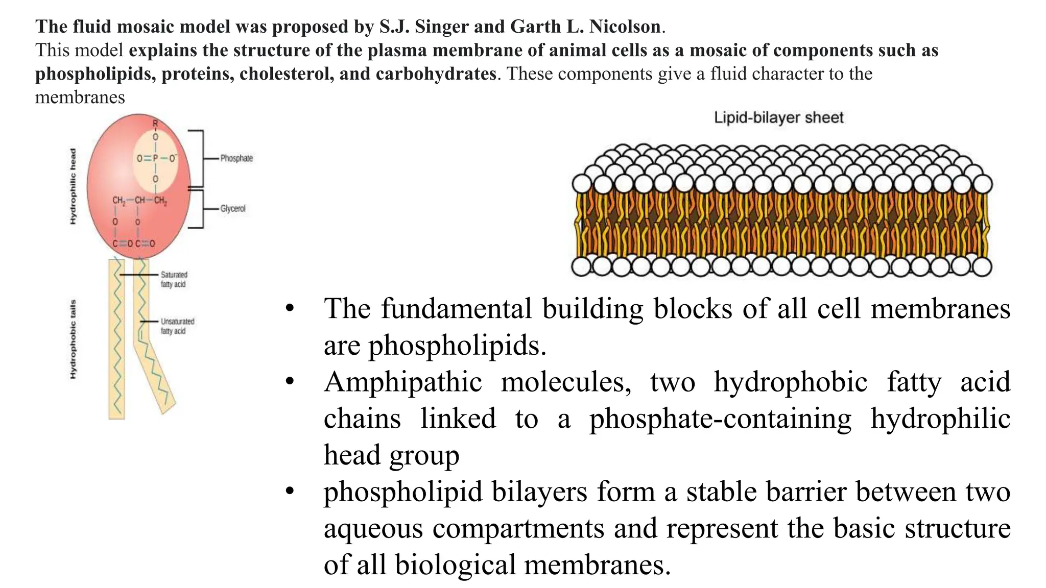 Fluid- mosaic- model.pptx