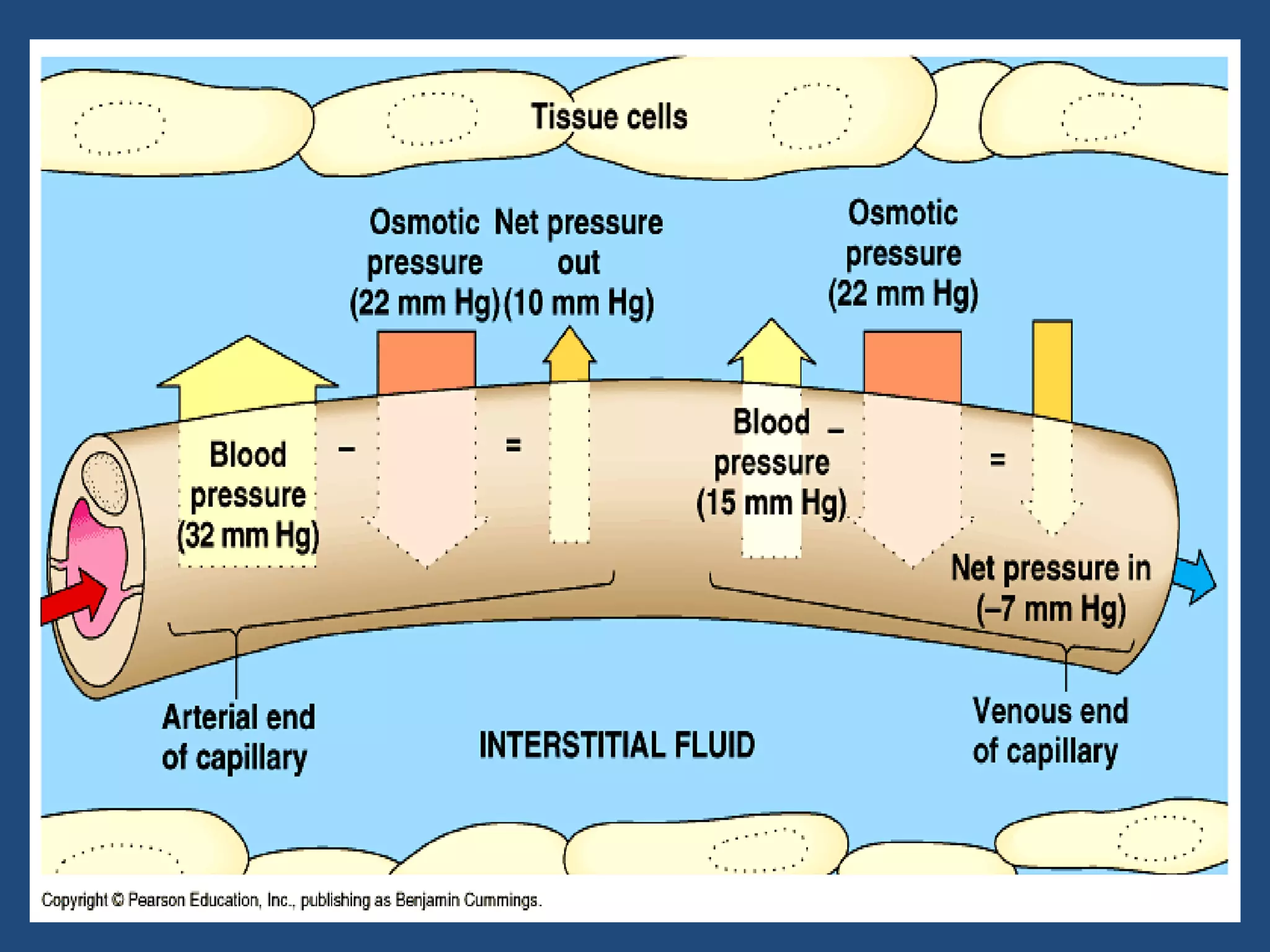 Fluid and blood resuscitation in abdominal trauma | PPT