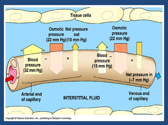 Fluid and blood resuscitation in abdominal trauma | PPT | First Aid ...