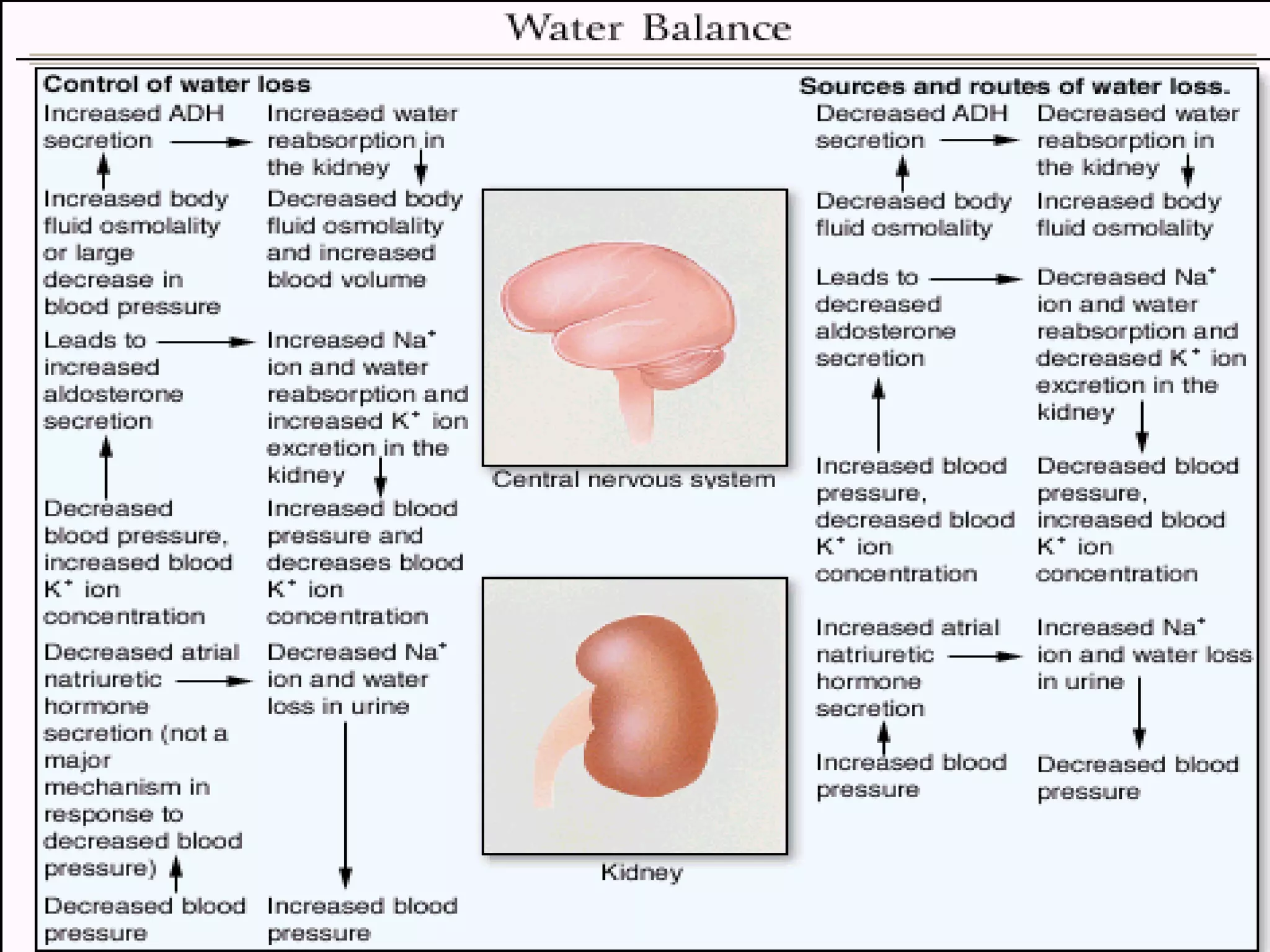 Fluid and electrolyt balance | PPT