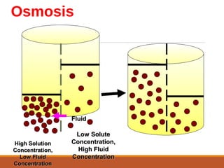 Fluid and electrolyte balance | PPT
