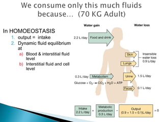 Fluid and electrolyte balance | PPT
